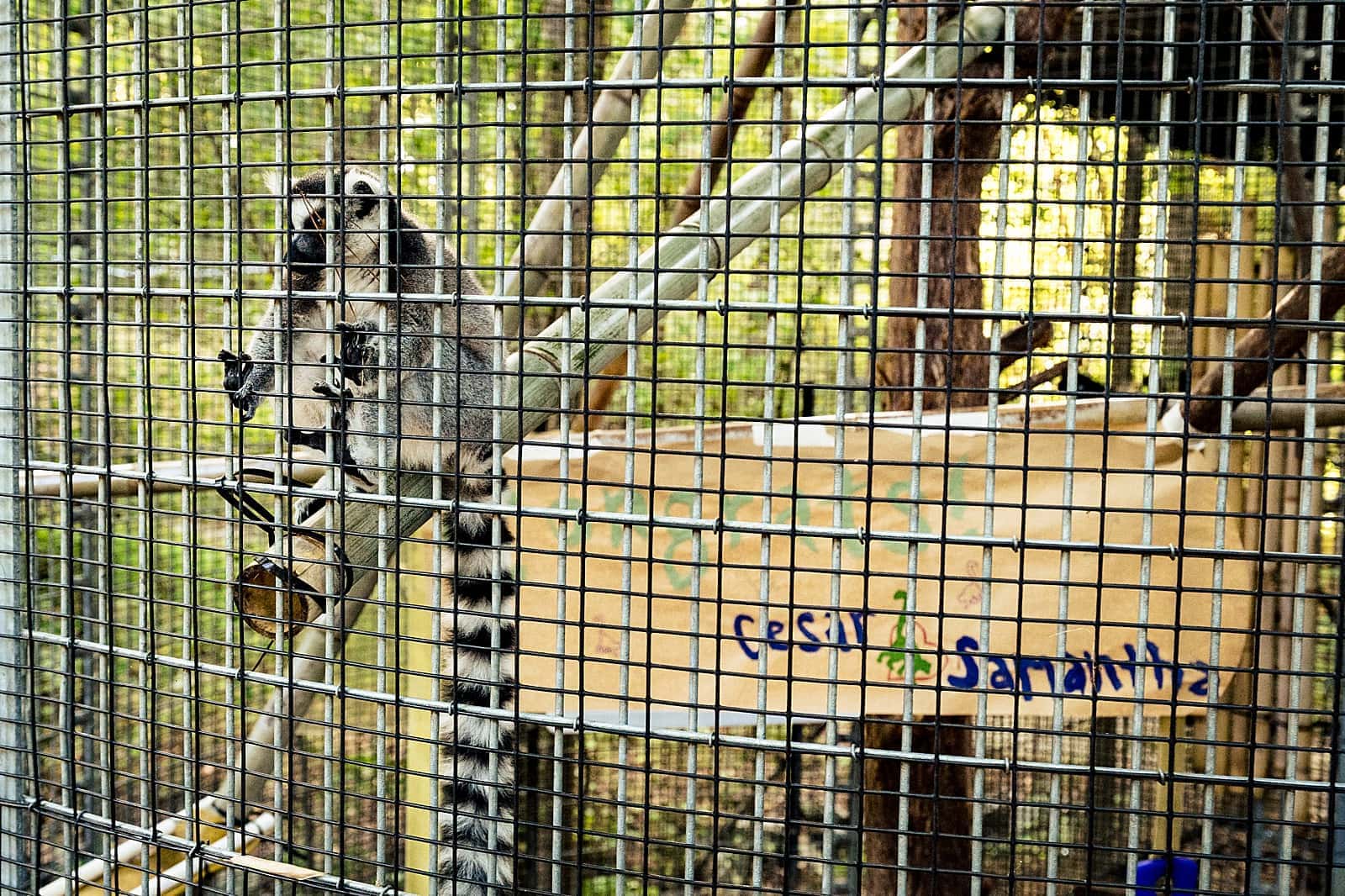 Duke Lemur Center Wedding - Kivus & Camera